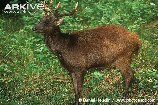 The Wild World Of Mounts Iglit-Baco Natural Park - Global Wildlife ...