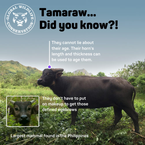 Tamaraw Tales: Introduction - Global Wildlife Conservation