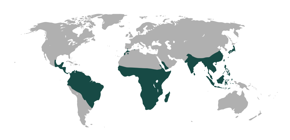 Primates - Global Wildlife Conservation