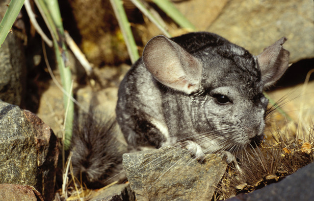 Long-tailed Chinchilla - Global Wildlife Conservation