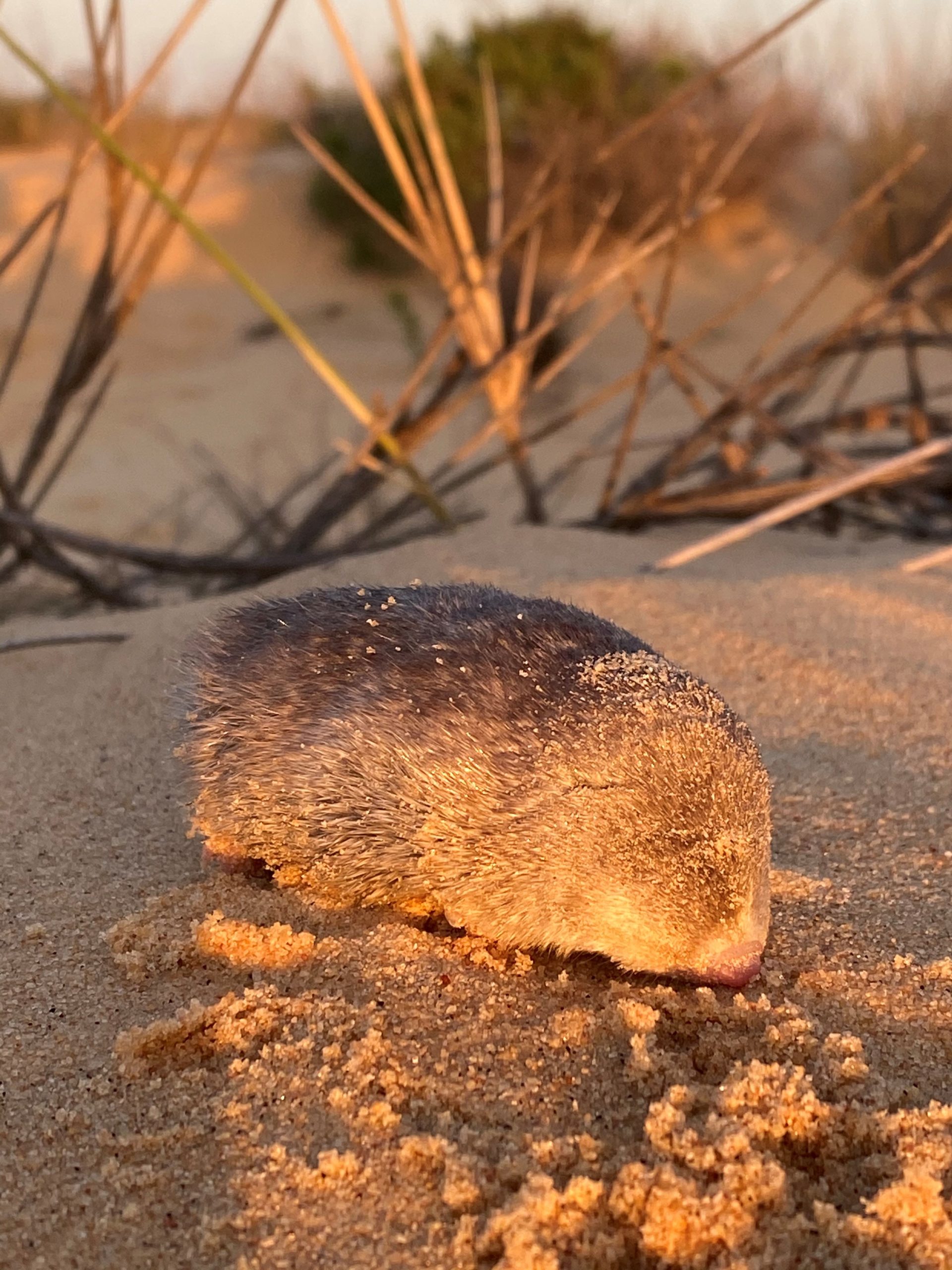 Expedition Update: Digging Up South Africa’s Golden Moles - Global ...